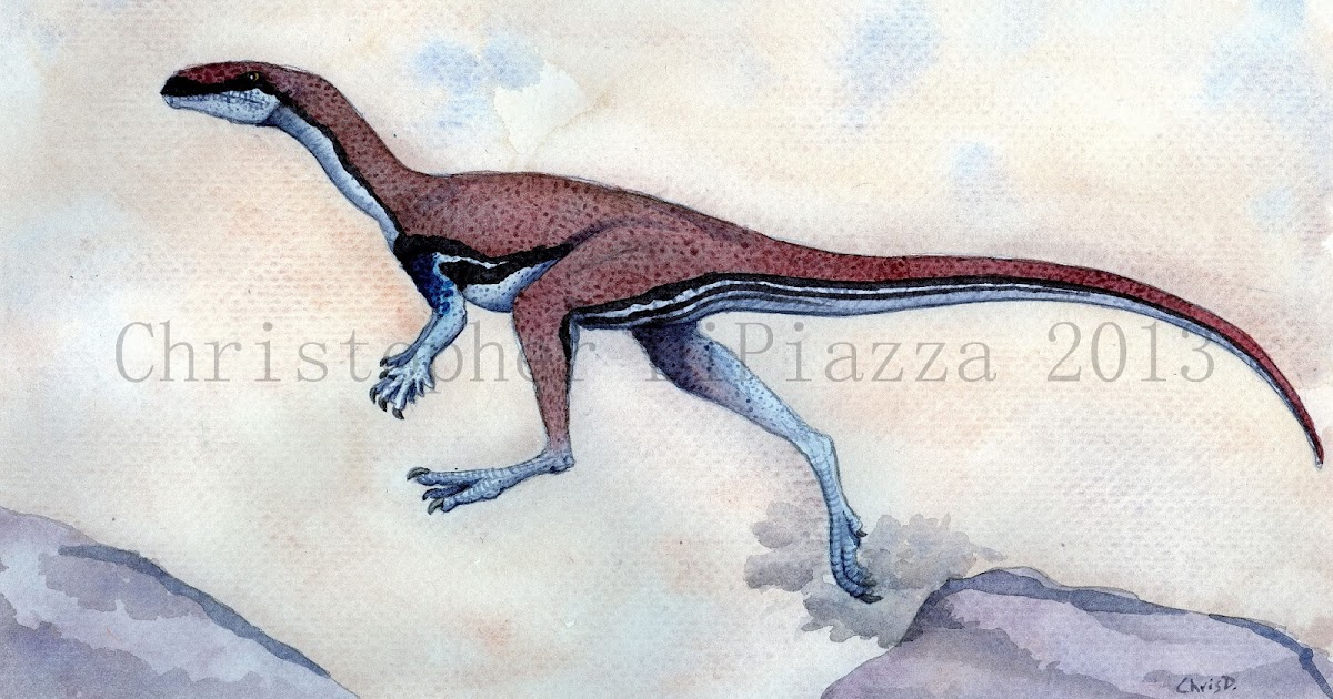 Prehistoric Beast of the Week: Eocursor: Prehistoric Animal of the Week