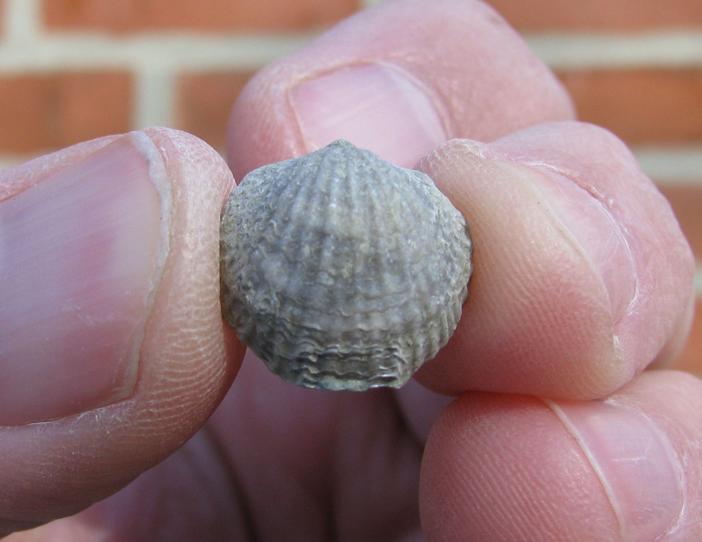 Views of the Mahantango: Atrypa tennesseensis brachiopod from Tennessee