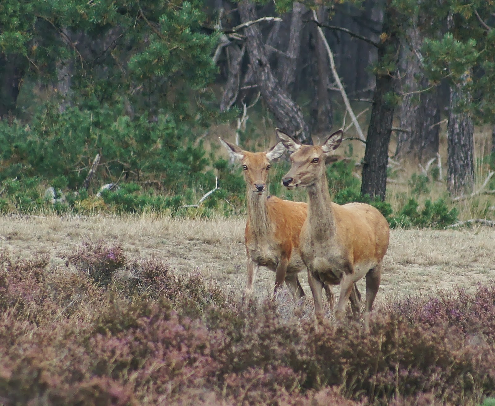 AMSTERDAMSE WATERLEIDINGDUINEN AWD: Vechtende Edelherten