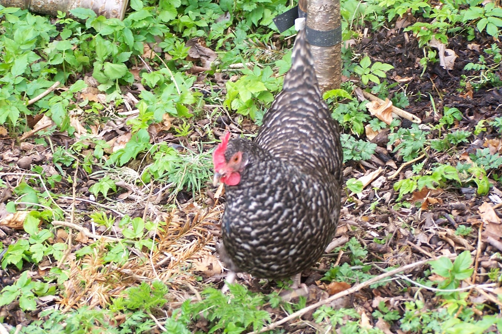Ma Wee Hens - Chicken Diary: Scots Dumpy gets her Name