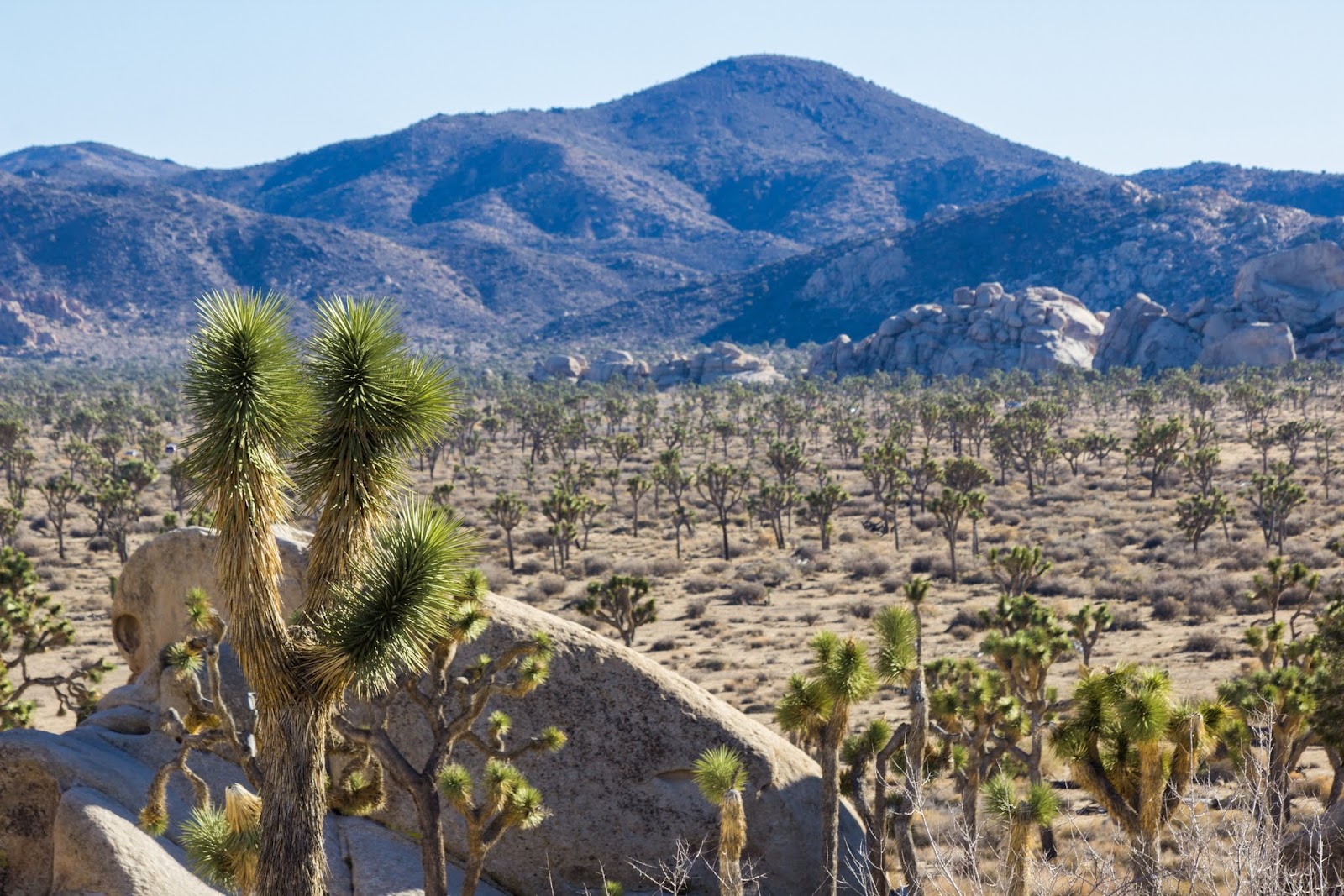 Climbing and Bouldering Mecca at Joshua Tree National Park - Explore ...