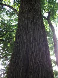 Tembesu | Tanaman Itu Indah