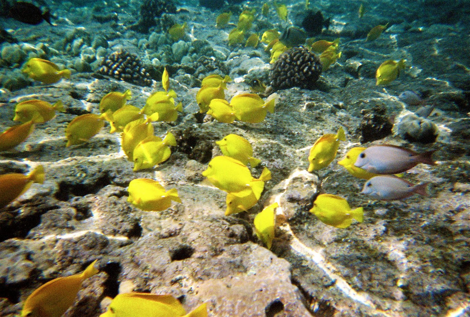Oahu Daily Photo: Y: Yellow Tang