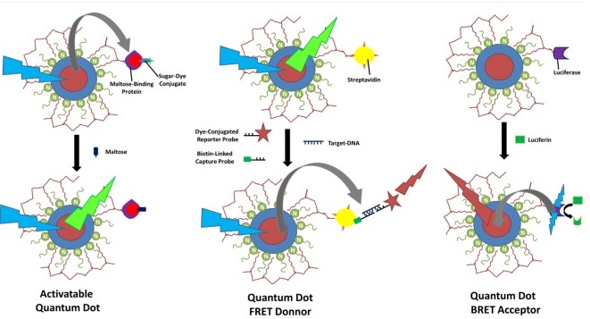 Quantum Dot Sensors - Nanotechnology