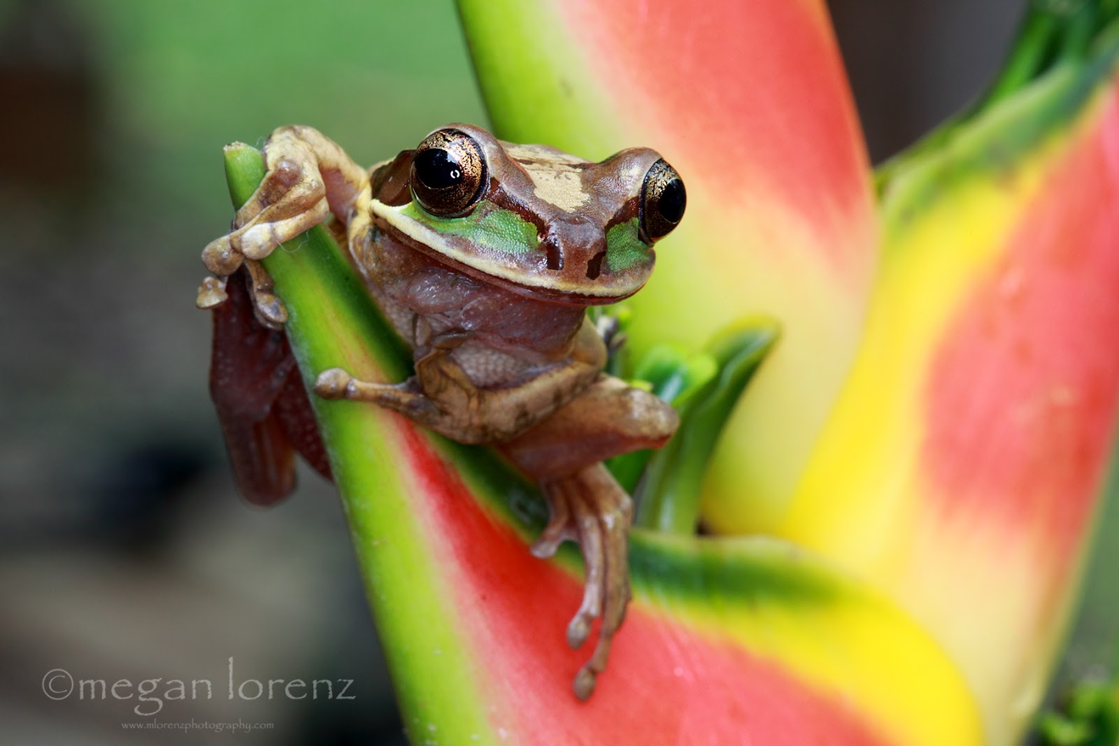 MLorenz Photography: Masked Tree Frog
