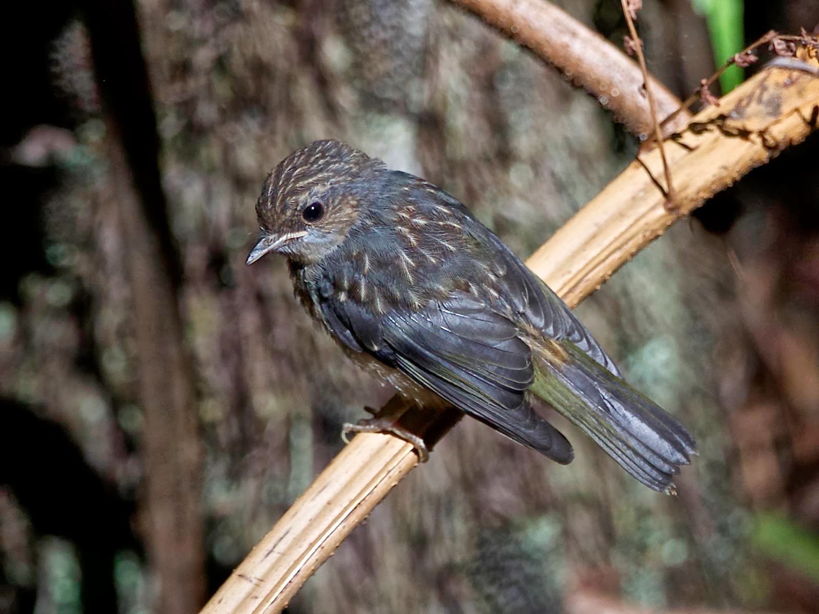 Avithera: Feathers make the bird - a look at juvenile, immature and ...