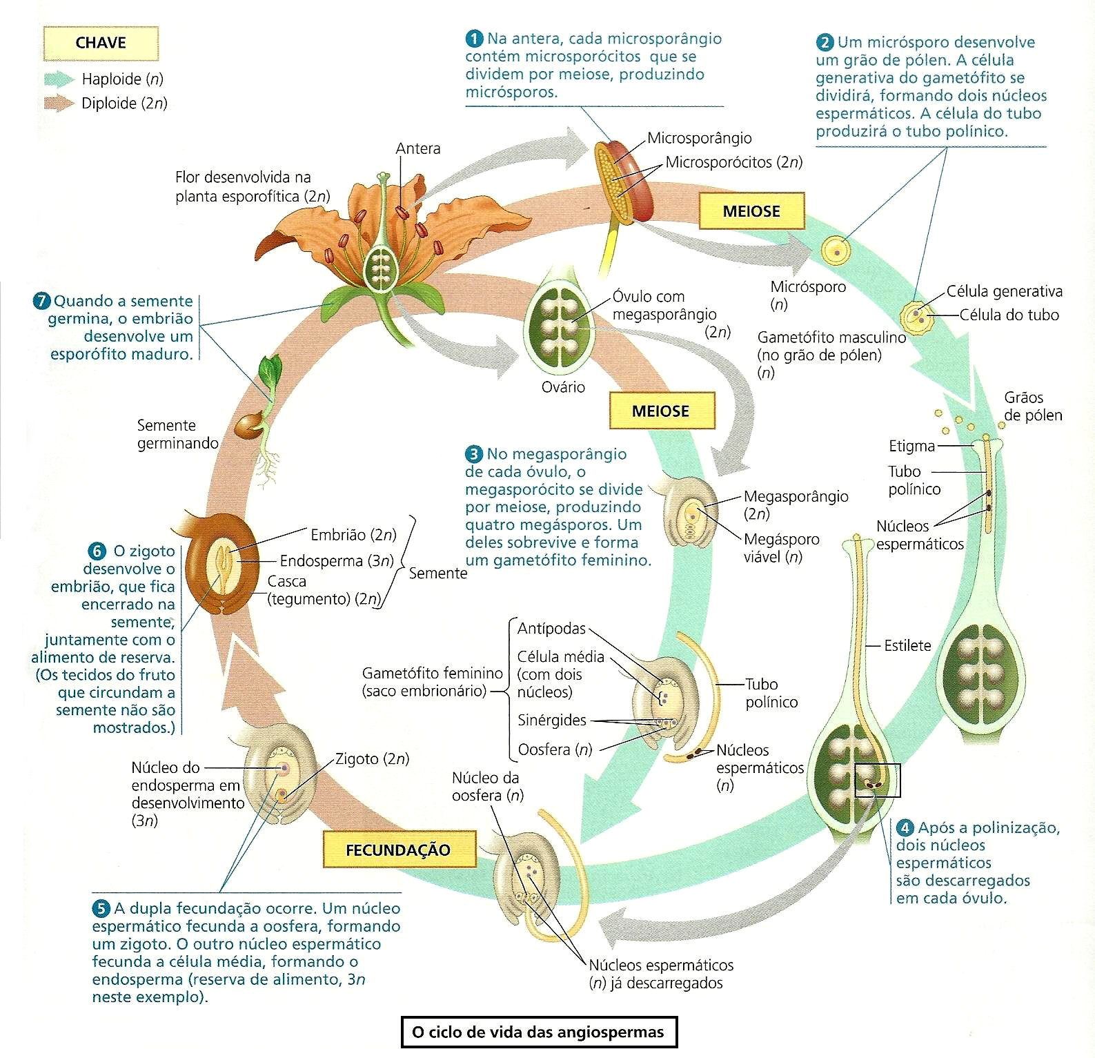 BIOLOGIA PARA A VIDA : DIVISÃO ANGIOSPERMAS