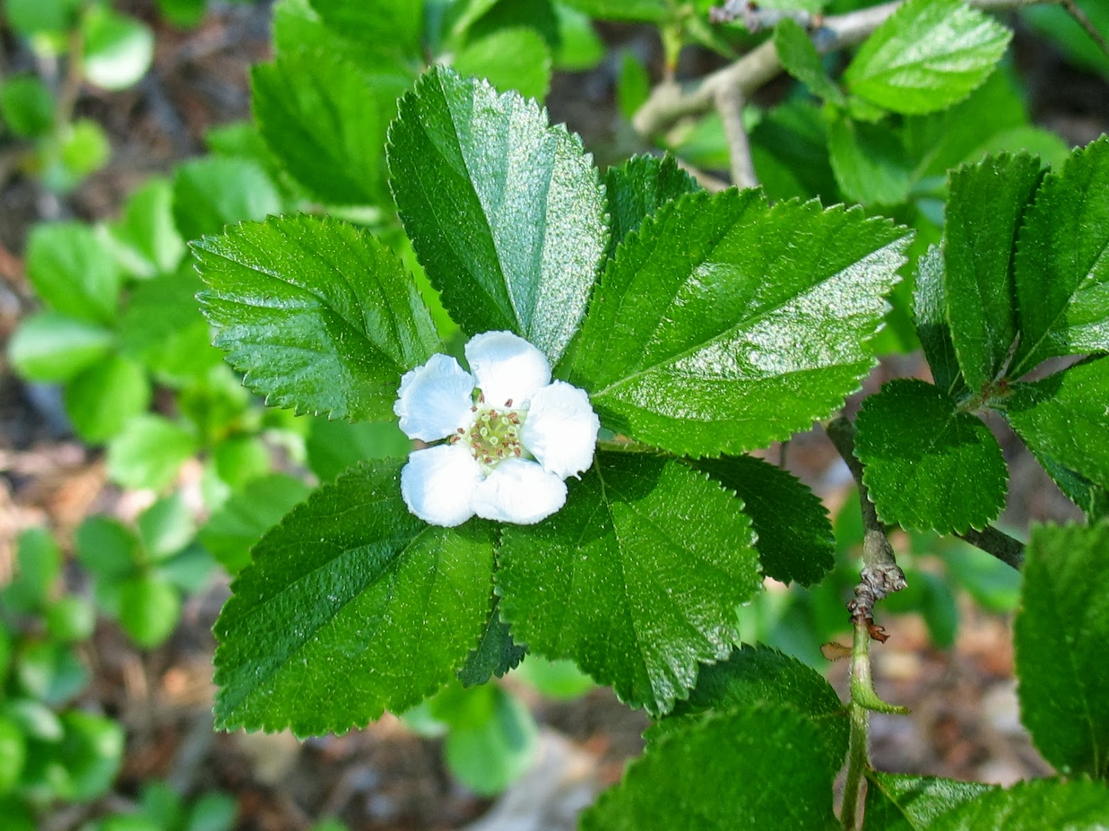 Using Georgia Native Plants: September 2013