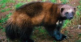 Abe's Animals: Wolverine