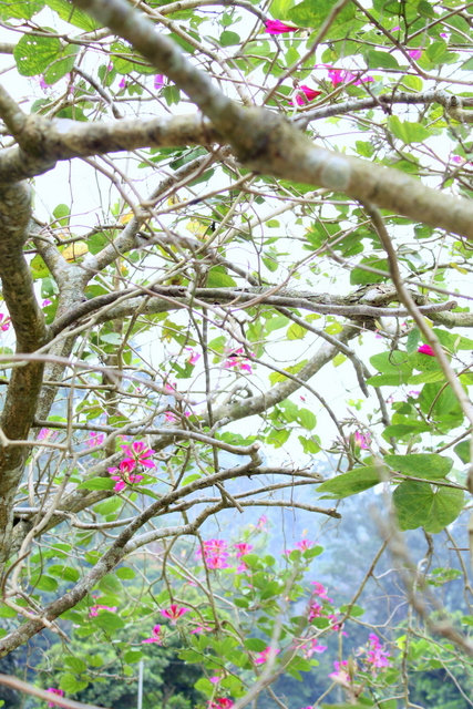 catatan perjalanan: outside Telaga Putri (Telogo Putri)