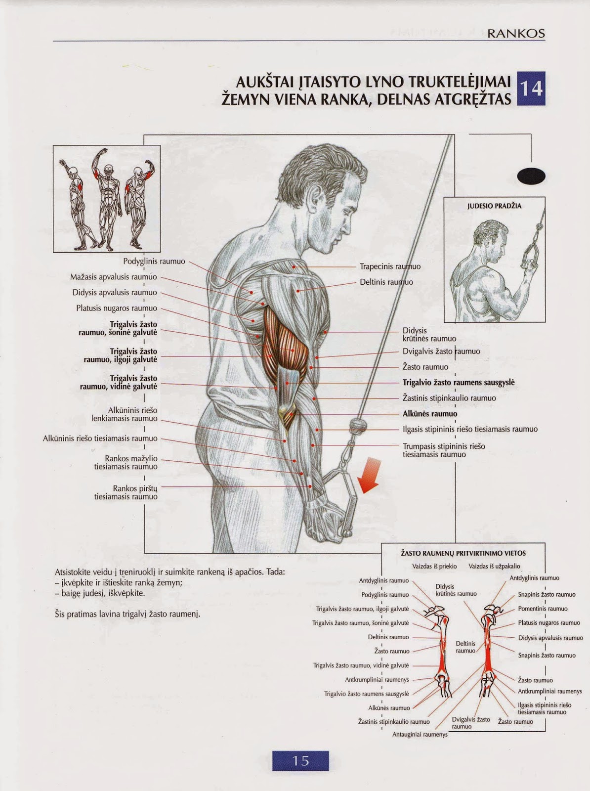 Pratimai raumenims: Rankos