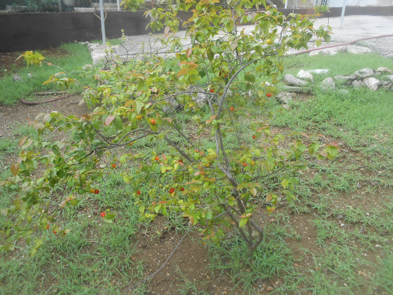 Hiking Curaçao - The Trails: oktober 2018