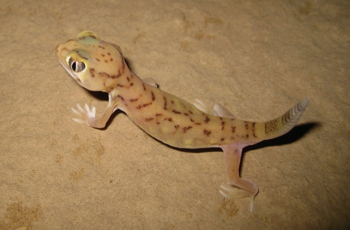 Species New to Science: [Herpetology • 2017] Teratoscincus sistanense ...