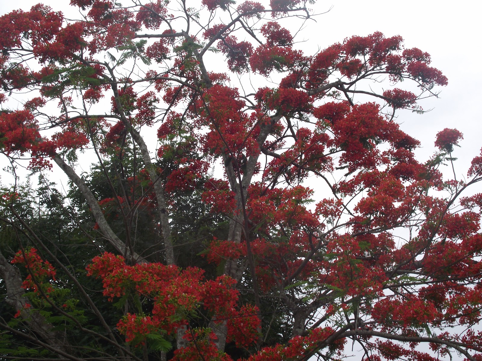 " Amar la Naturaleza Para Mantener La Vida": El Flamboyan Rojo es uno ...