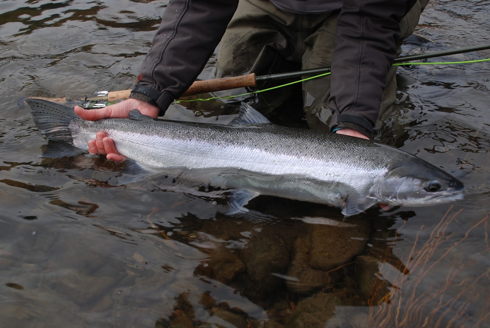 Dean Finnerty's Fishing and Hunting: The worlds best winter steelhead ...
