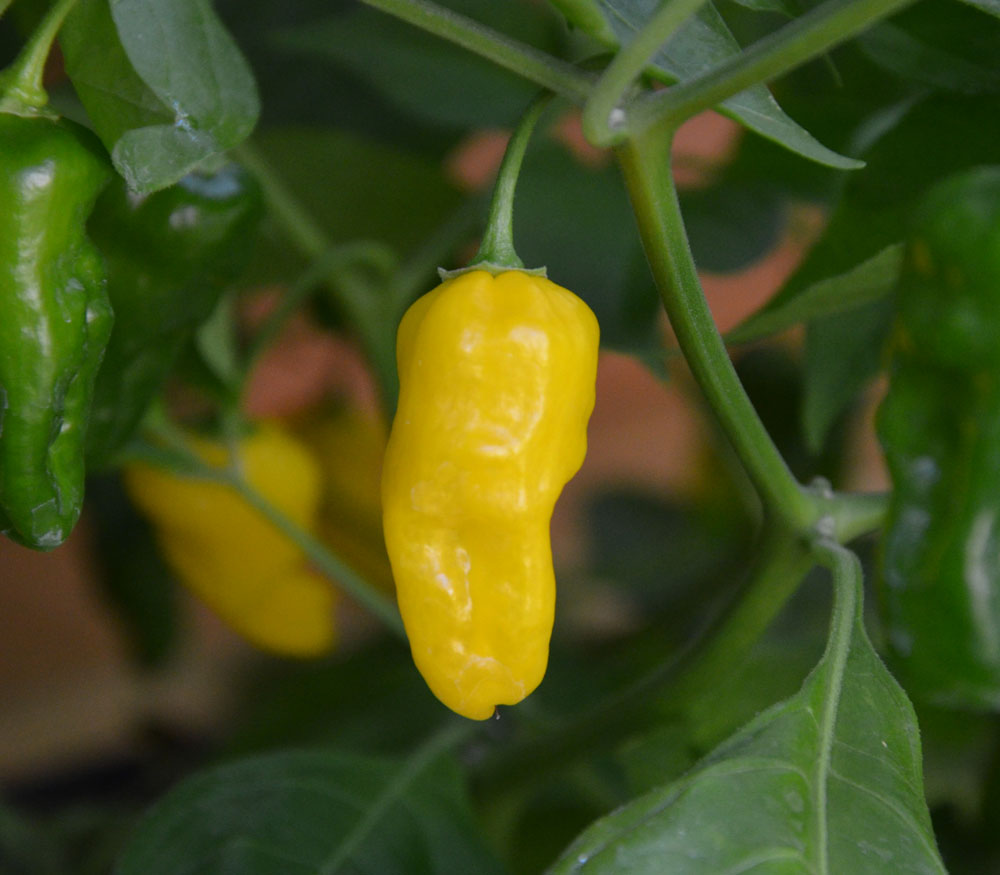 Aji Yuquitania Pepper