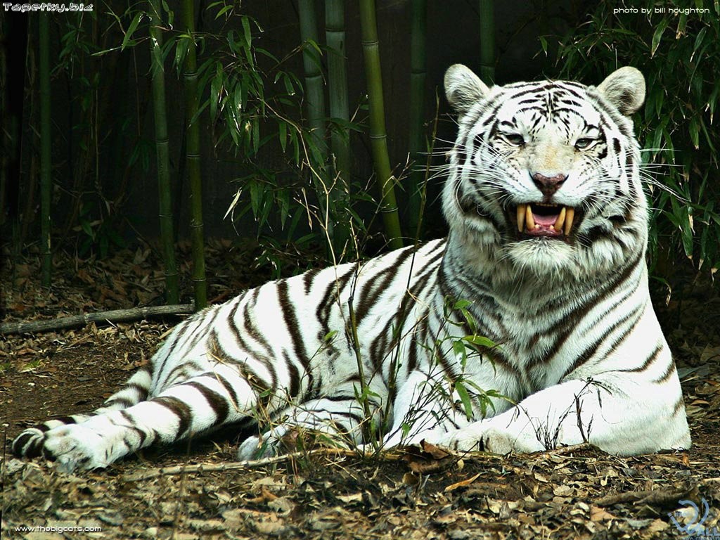 Amazing Funny Picture: Best HD Tiger High Regulation Pictures ...