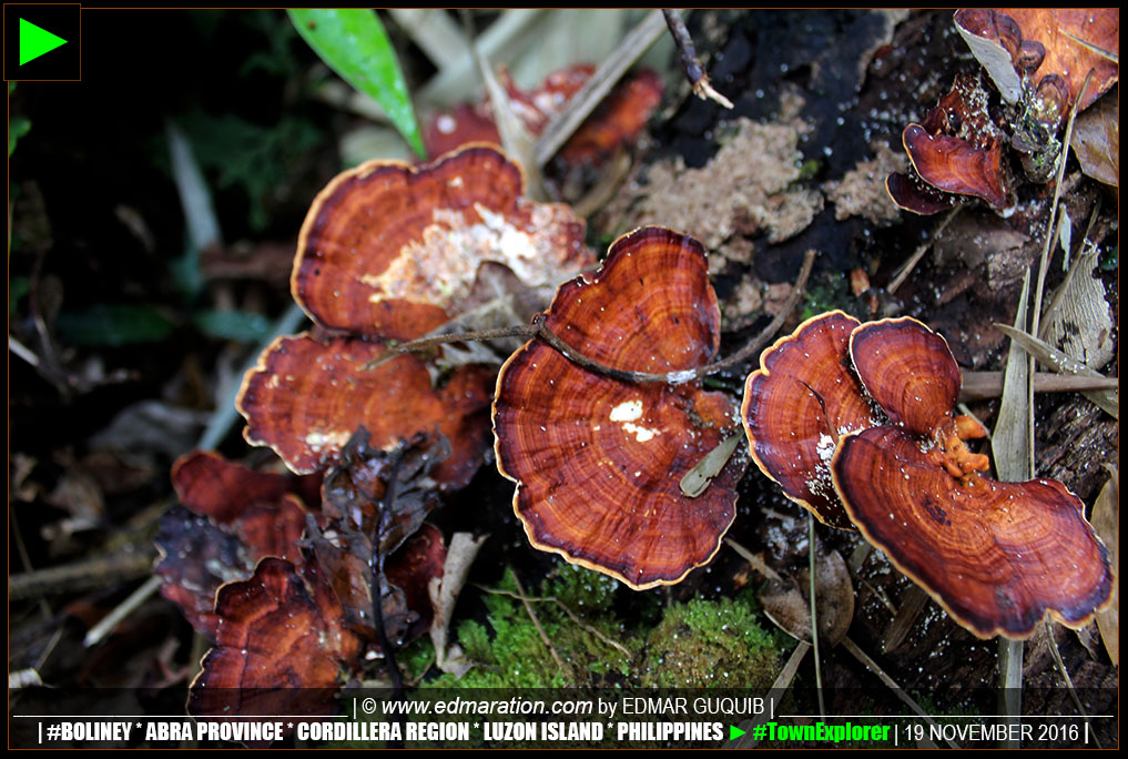 🇵🇭 ABRA • Mt Poswey (~1546 MASL) and Surviving at Least 9 Mountains ...