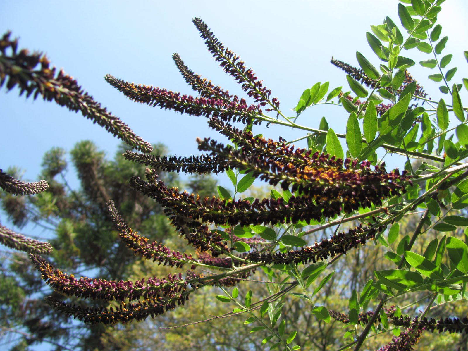 Das plantas e das pessoas: Amorpha fruticosa (Fabaceae)