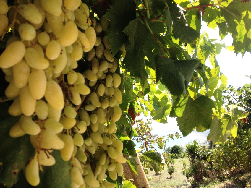 NoiVastesi: Conoscete l'uva "corniola"?