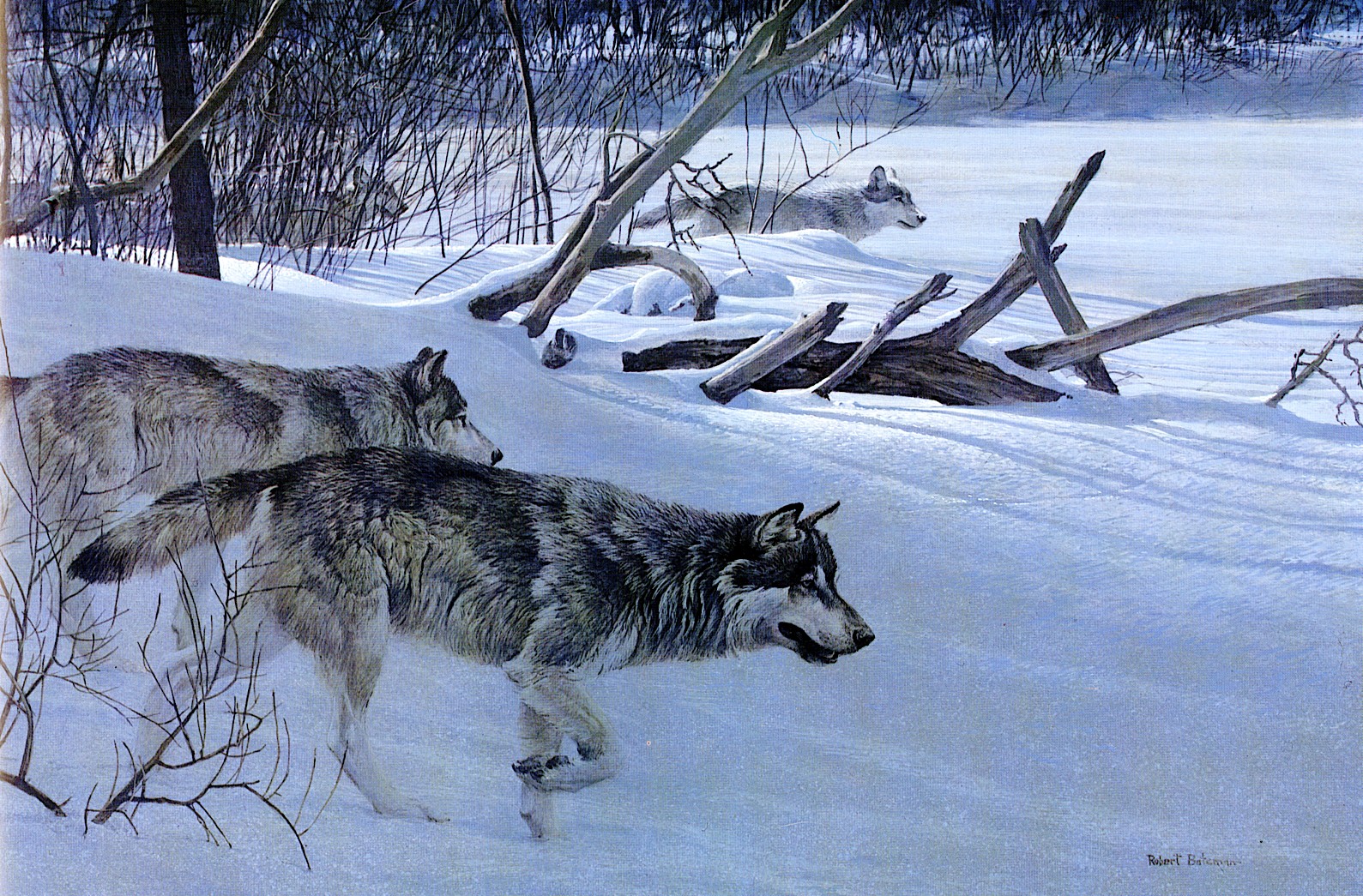 Antelope Valley College Blog: Wild Wolf Sighted in California