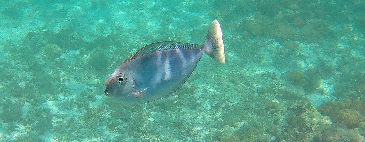 Birding Indonesia Part 6: Komodo National Park | Pitta Tours