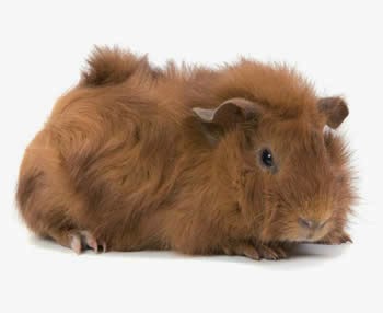 EVALUACIÓN DEL ALIMENTO BALANCEADO A BASE DE TUNA EN LA GANANCIA DE ...