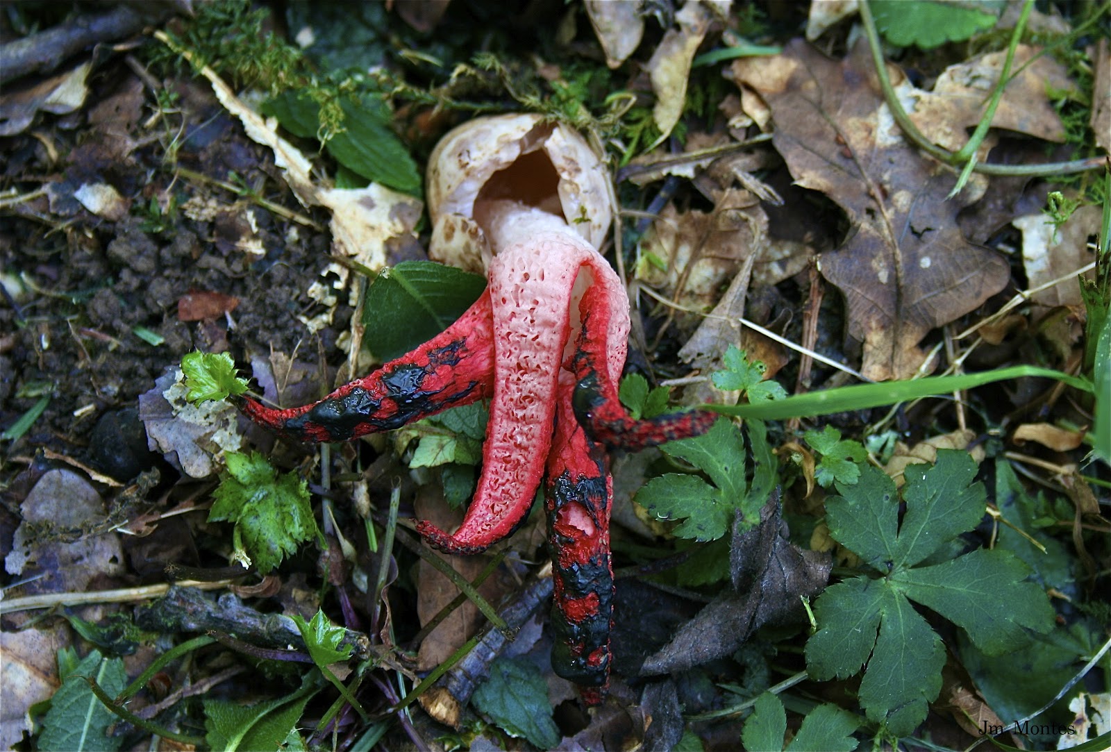 NATURAPHOTOS: CLATHRUS ARCHERI.