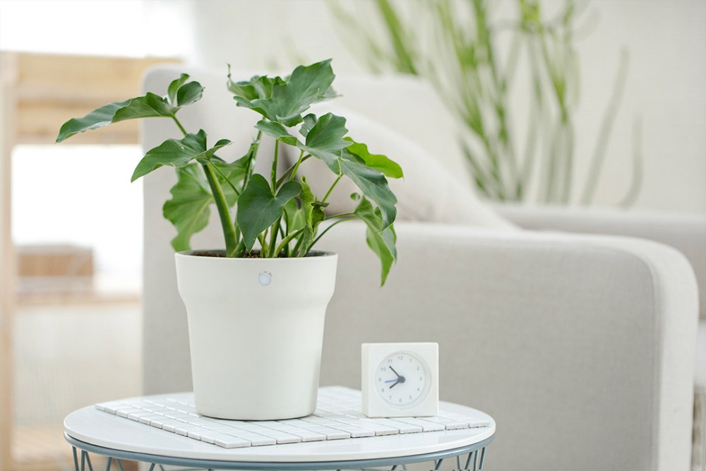 Original Xiaomi Flora Smart Flower - Shopivit