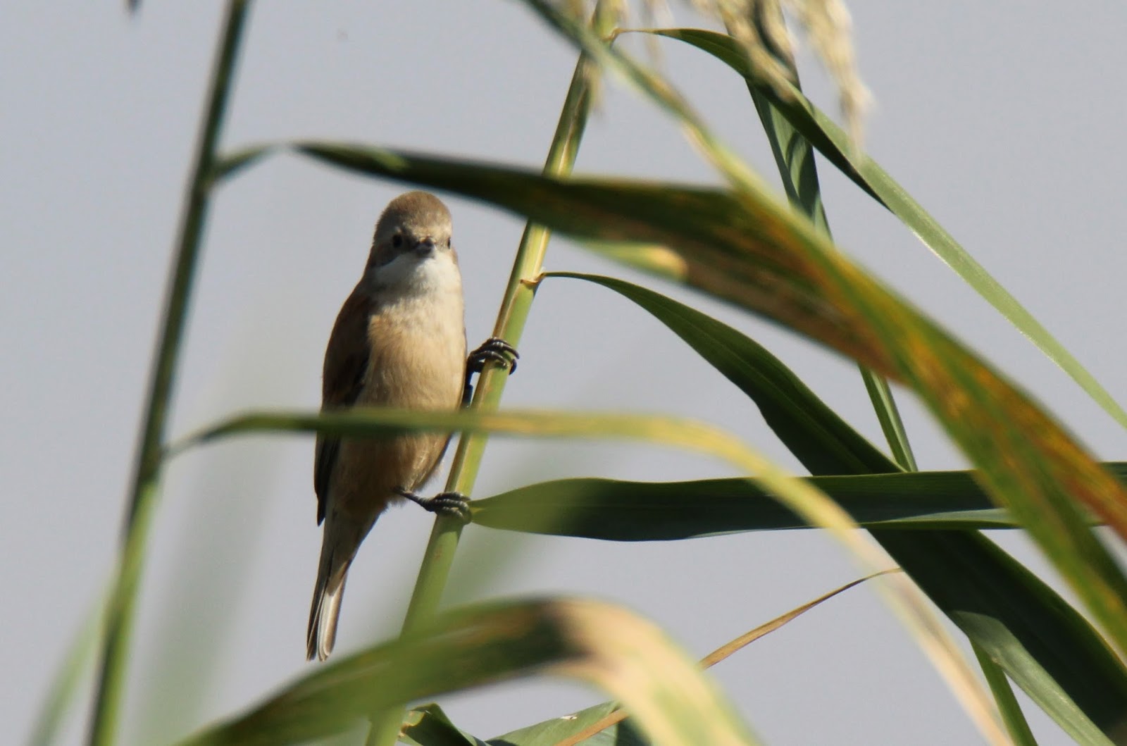 TIERRA DE AVES: PAJARO MOSCÓN EUROPEO ( Remiz pendulinus )