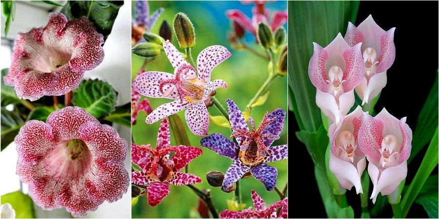 Keindahan Bunga Yang Cantik & Mempersonakan - AlamBlogr