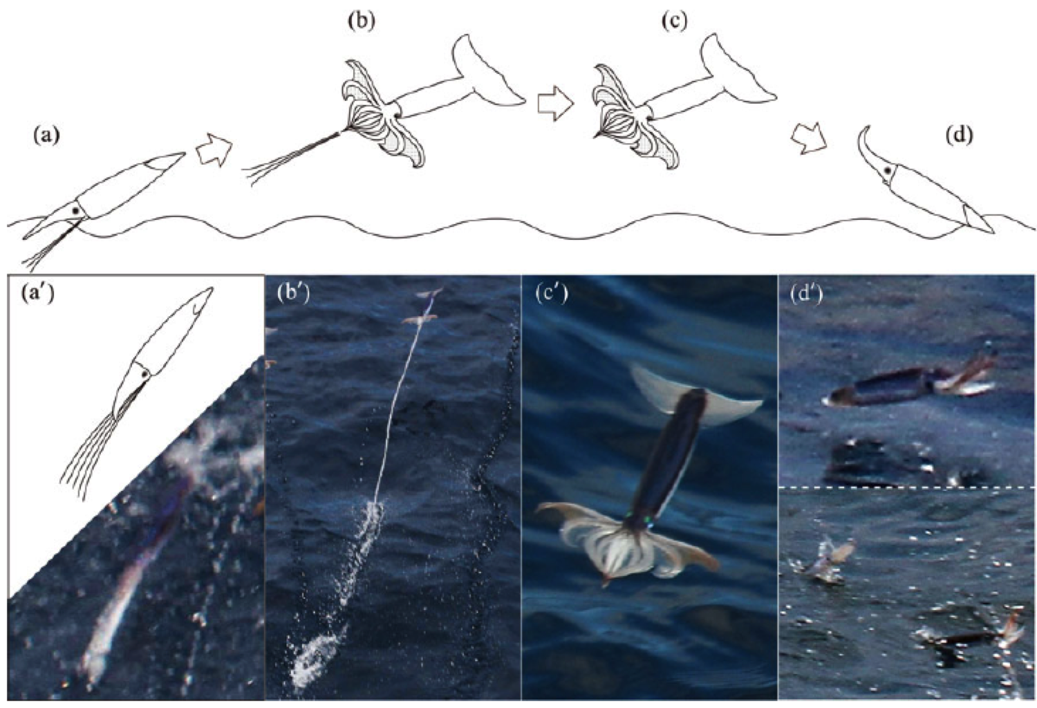 Mostly Open Ocean: Flying squid really fly