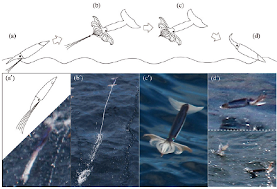 Mostly Open Ocean: Flying squid really fly