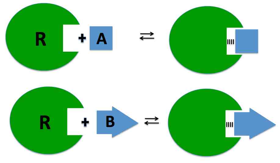 Proteins and Wave Functions: Entropy and degeneracy: the equation no ...