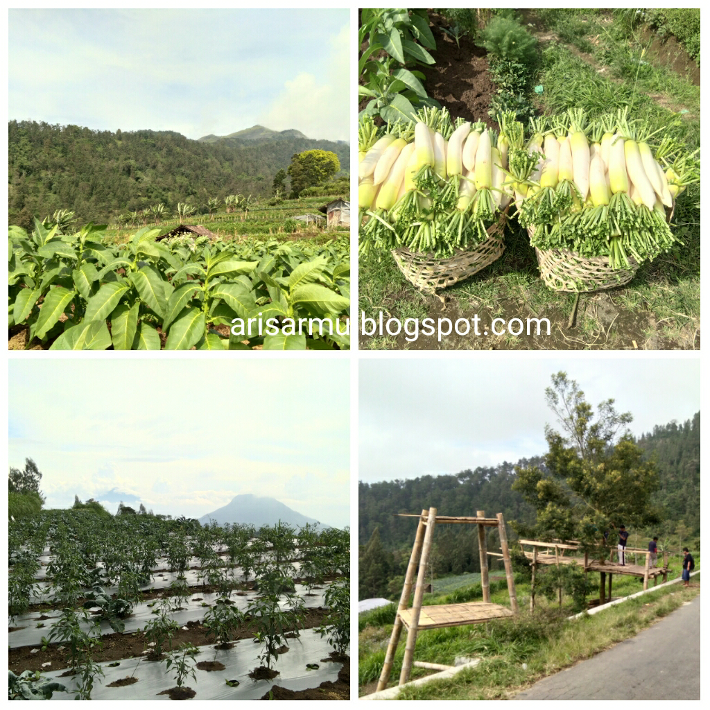 Stunning views toward Merbabu Base Camp Cuntel