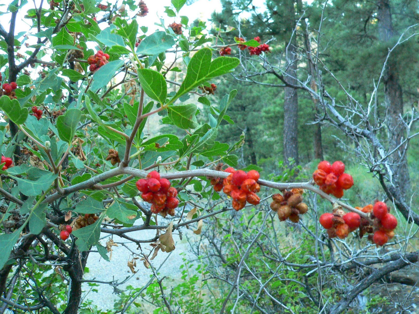 Living and Dyeing Under the Big Sky: Solar Dyeing with Wild Sumac