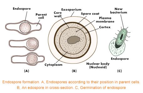 BACTERIAL MORPHOLOGY CONTD..