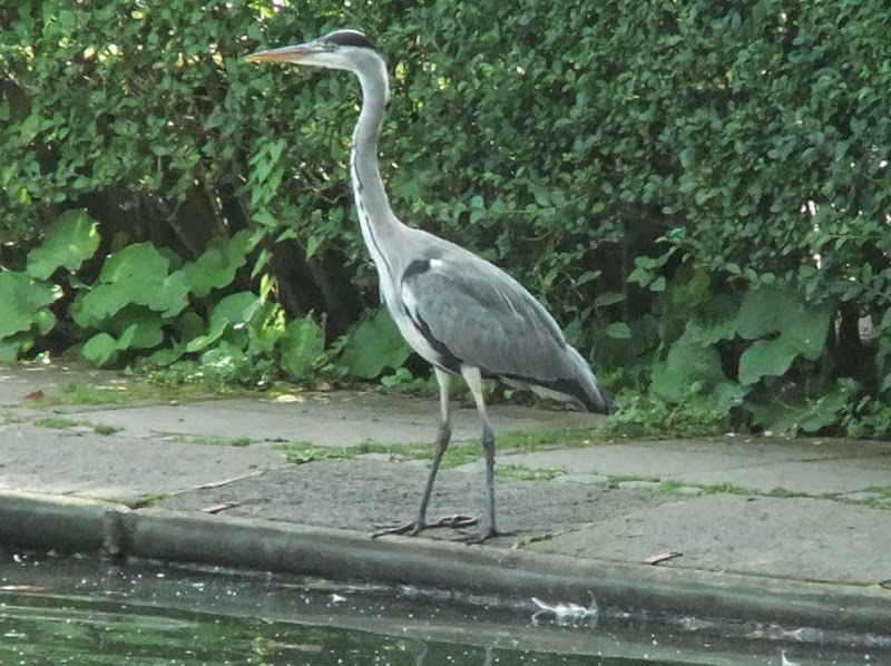 spagosmail: Rijetki susret: Sivi ždral