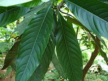 PHARM-D : pharmacognosy identification