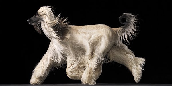 The Incredible Stuffs: Amazing Dog Photography