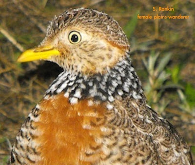 Birds Photos - Birds Wallpapers & Facts info: Plains Wanderer Birds ...