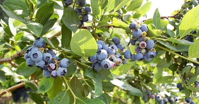 Cultura do Mirtilo - Cantinho verde - horta e jardim