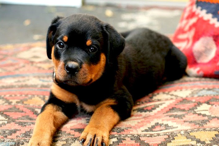 Raças de Cachorros e Gatos: Você conhece o Rottweiler?