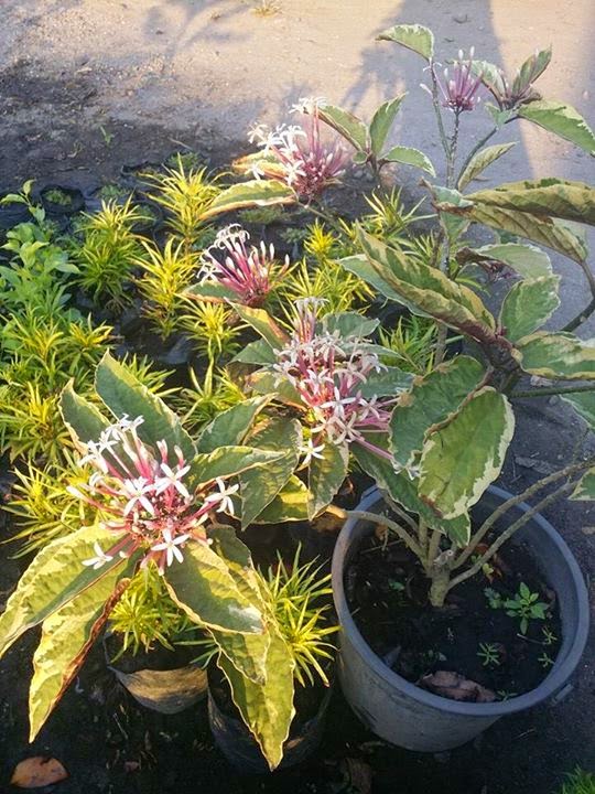 Photographic Handbook of Phil. Plants and Flowers: Gallery: variegated ...