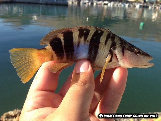 Something Fishy Going On: Spot the difference.