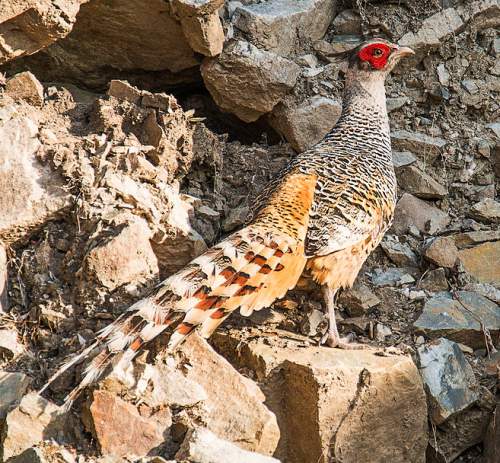 Cheer pheasant photos | Birds of India | Bird World
