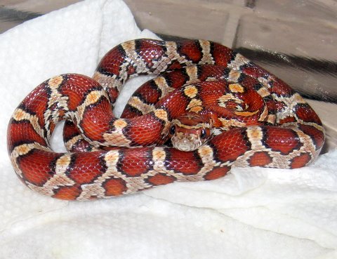 Most Amazing: Most Colorful Red Rat Snake