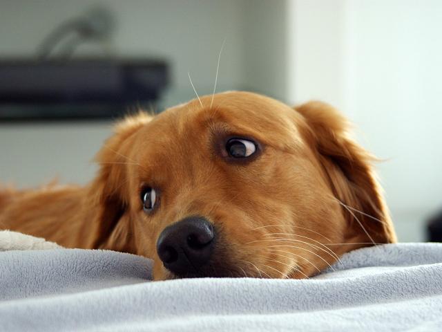 The dog in world: Dog Sad When Owner Sad