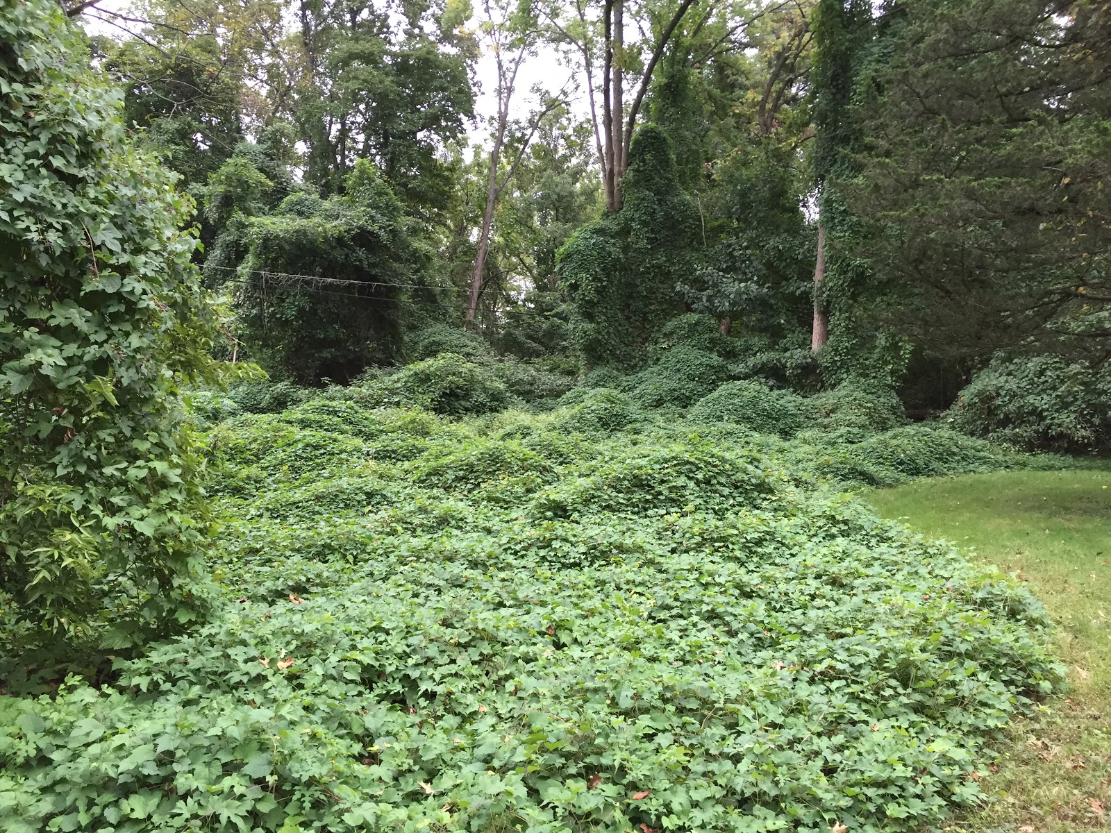 Princeton Nature Notes: Invasive Plant Species in Princeton