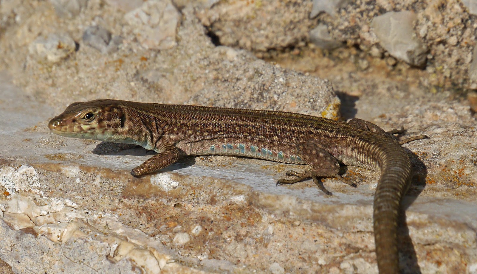 ANFIBIOS Y REPTILES Y PEQUEÑOS MAMIFEROS.: LAGARTIJA DE LAS PITIUSAS ...